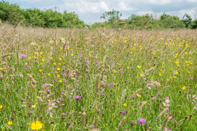 The Tragedy of the Meadows – Why We Need to Bring Wild Meadows Back ...