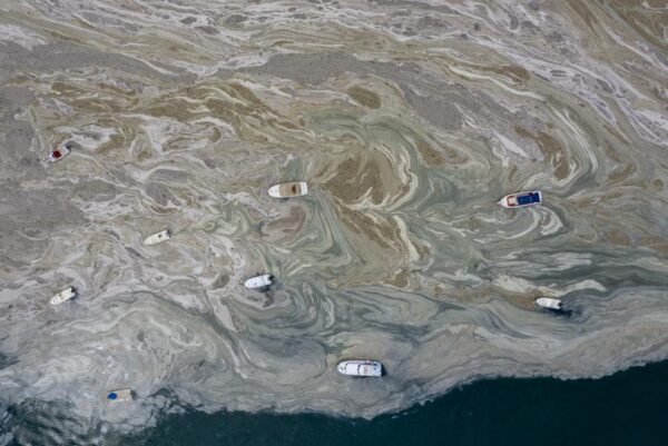 Climate Change – Sea Snot Damaging Marine Ecosystems - Natural World Fund