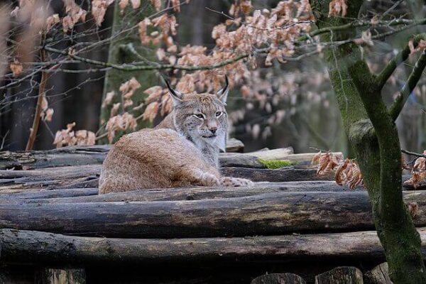 The lynx in France facing extinction - Natural World Fund