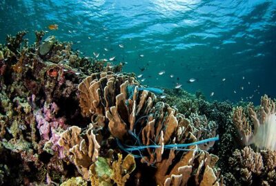 Plastic pollution on coral reefs worse the deeper you go - Natural ...