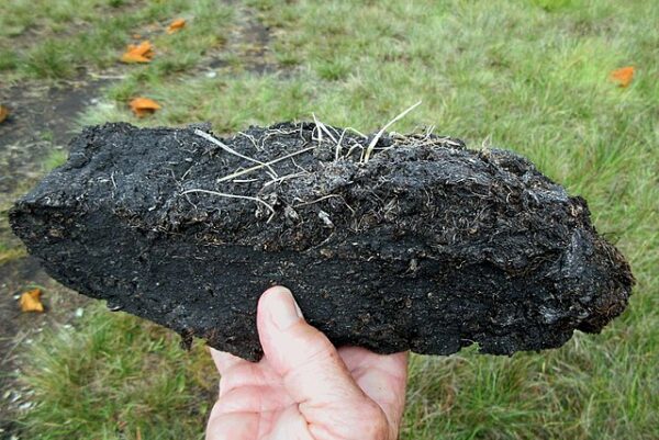 Why are peatlands important for the environment? - Natural World Fund