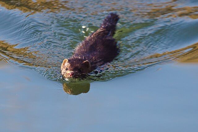 Eradicating invasive mink a ‘realistic dream’ - Natural World Fund