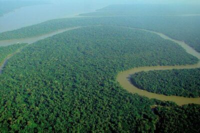 The Amazon rainforest could reach ‘tipping point’ by 2050 - Natural ...
