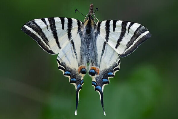 Rare swallowtail butterfly suffers worst ever recorded summer - Natural ...
