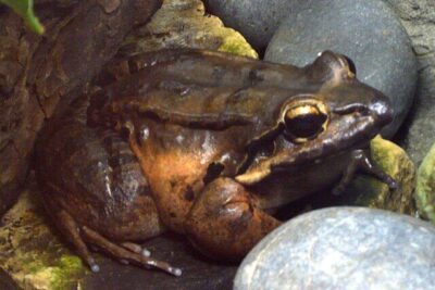 Glimmer of hope for mountain chicken frog - Natural World Fund