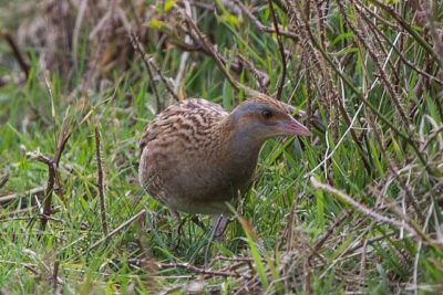 Hope for corncrake after Fenlands reintroduction - Natural World Fund