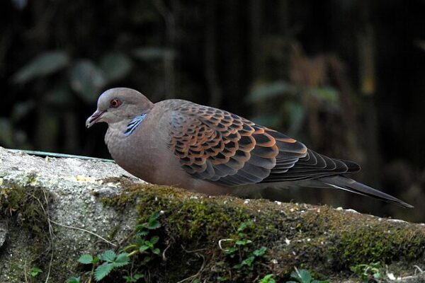 Ban on annual shoot raises hopes for endangered turtle dove - Natural ...
