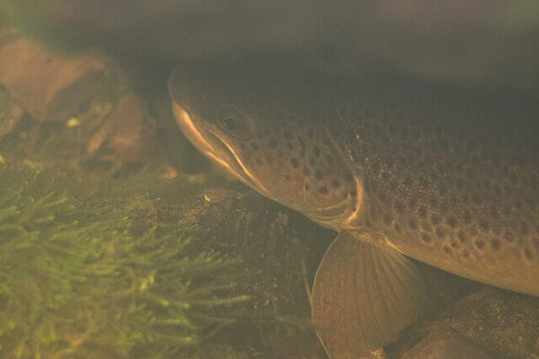 Brown trout at risk of wipeout within decades - Natural World Fund