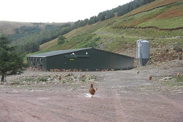 Labour’s ‘megafarm’ plans will increase chicken waste in rivers ...