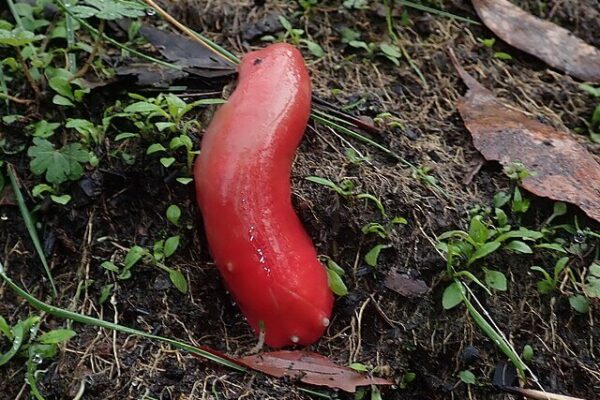 Giant pink slug makes a comeback on extinct Australian volcano ...