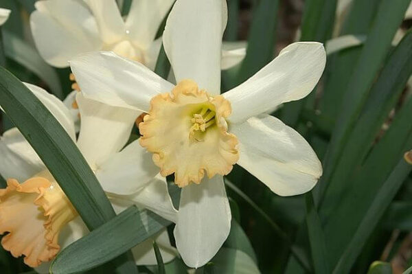 Hunting rare daffodils that are feared lost - Natural World Fund