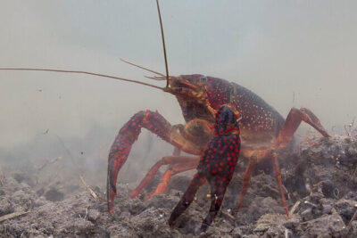 Invasive red swamp crayfish threatening England’s wetlands - Natural ...