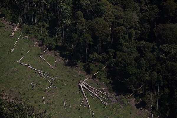 Amazon forest felled to build COP30 climate summit road - Natural World ...
