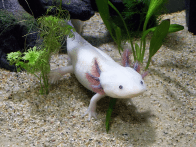Hopes raised for endangered axolotl - Natural World Fund