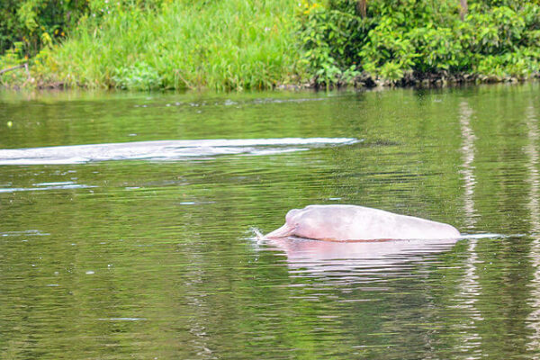 Amazon lakes hit ‘unbearable’ temperatures amid mass pink river dolphin ...