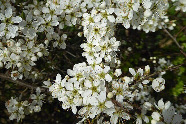 Native ‘Tredges’ Urged to Help Boost England’s Tree Cover - Natural ...