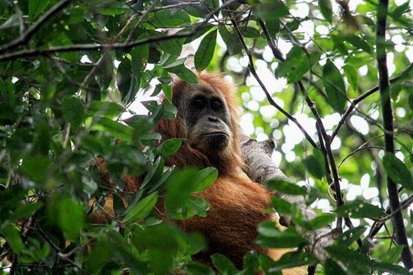 Floods Push World’s Rarest Great Ape Towards Extinction - Natural World ...