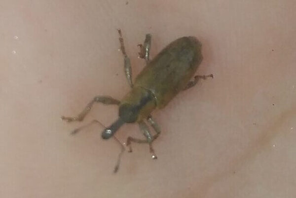 Native Species Released to Tackle Invasive Species Across Britain ...